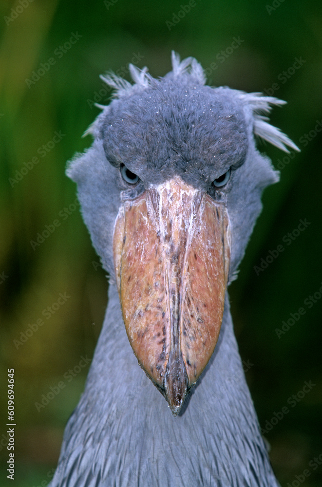 Bec en sabot du Nil,.Balaeniceps rex, Shoebill, Afrique Stock Photo ...