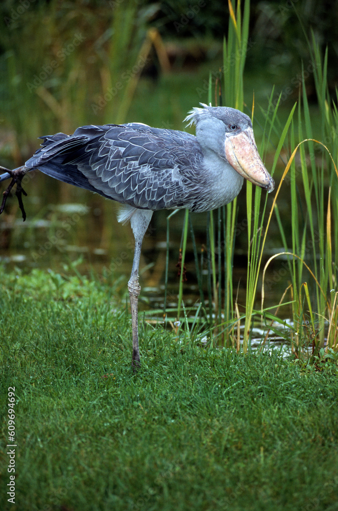 Bec en sabot du Nil,.Balaeniceps rex, Shoebill, Afrique Stock Photo ...