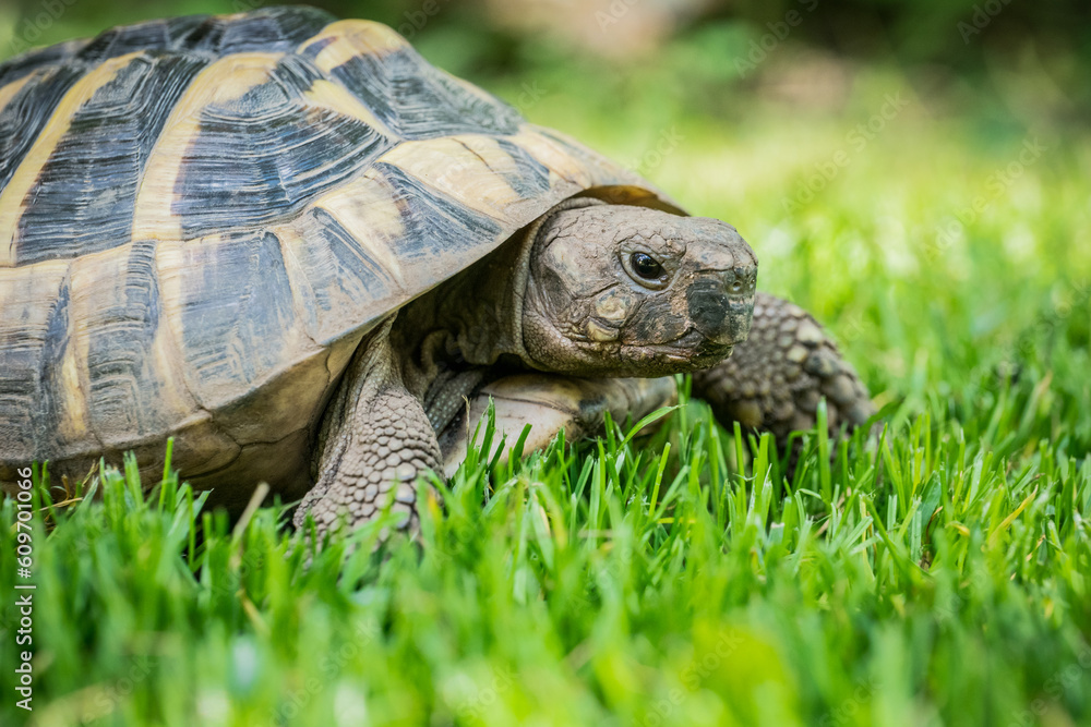 Eastern Hermann's tortoise, European terrestrial turtle, Testudo ...