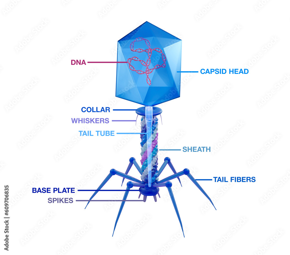 Bacteriophage T4, anatomy of the virus with the dna inside, 3d ...