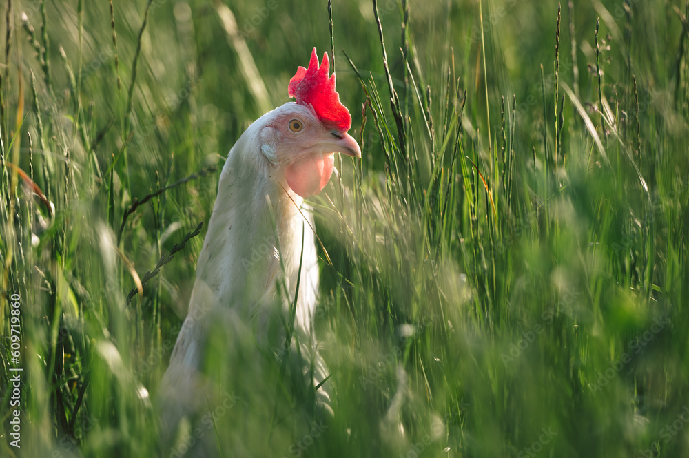 gesundes weißes bio Huhn Rasse, Ayam Cemani, Bresse Gauloise, auf einer ...