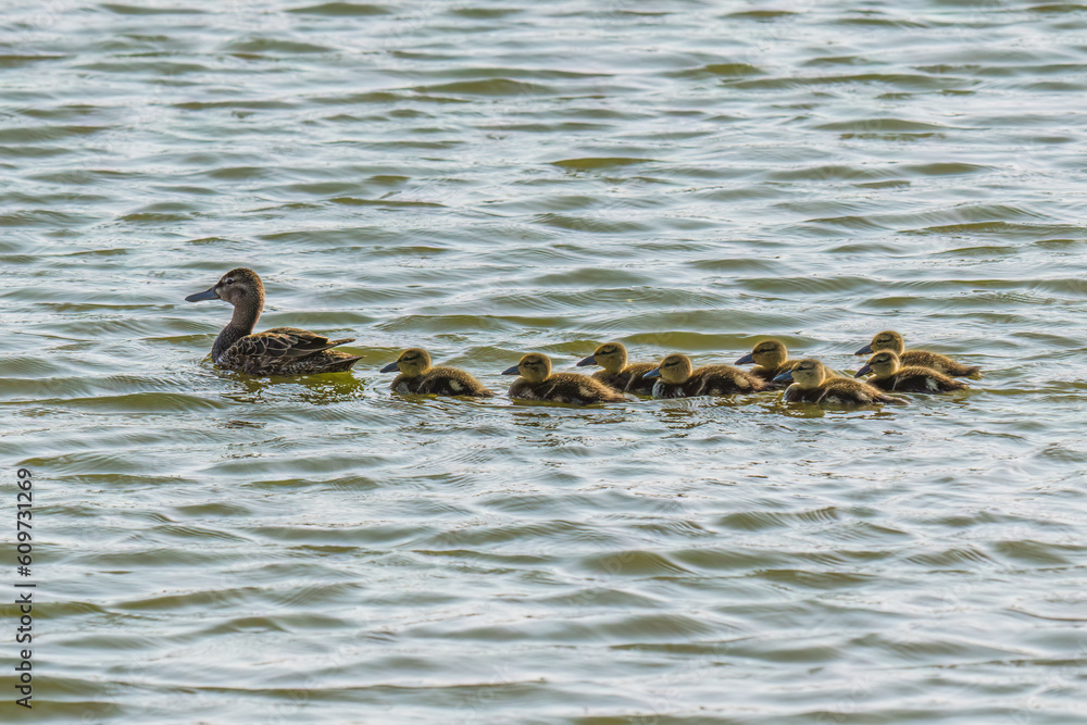 Ducklings following mama duck. Cute ducklings (duck babies) following ...