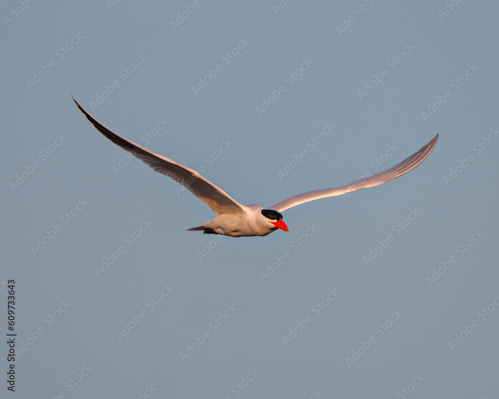 Common Tern Photo and Image. Flying with blue sky and displaying white ...