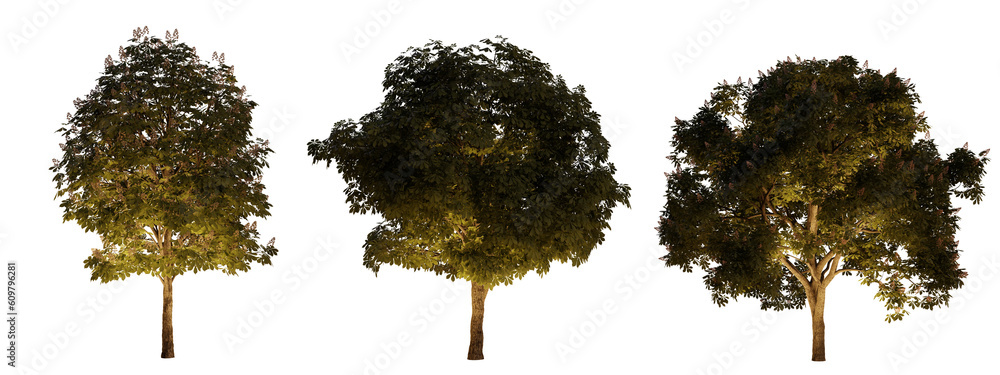 isolated, cutout, hires aesculus tree night scene with uplight in ...