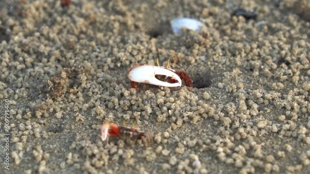 Male fiddler crab in its natural habitat, foraging and sipping minerals ...