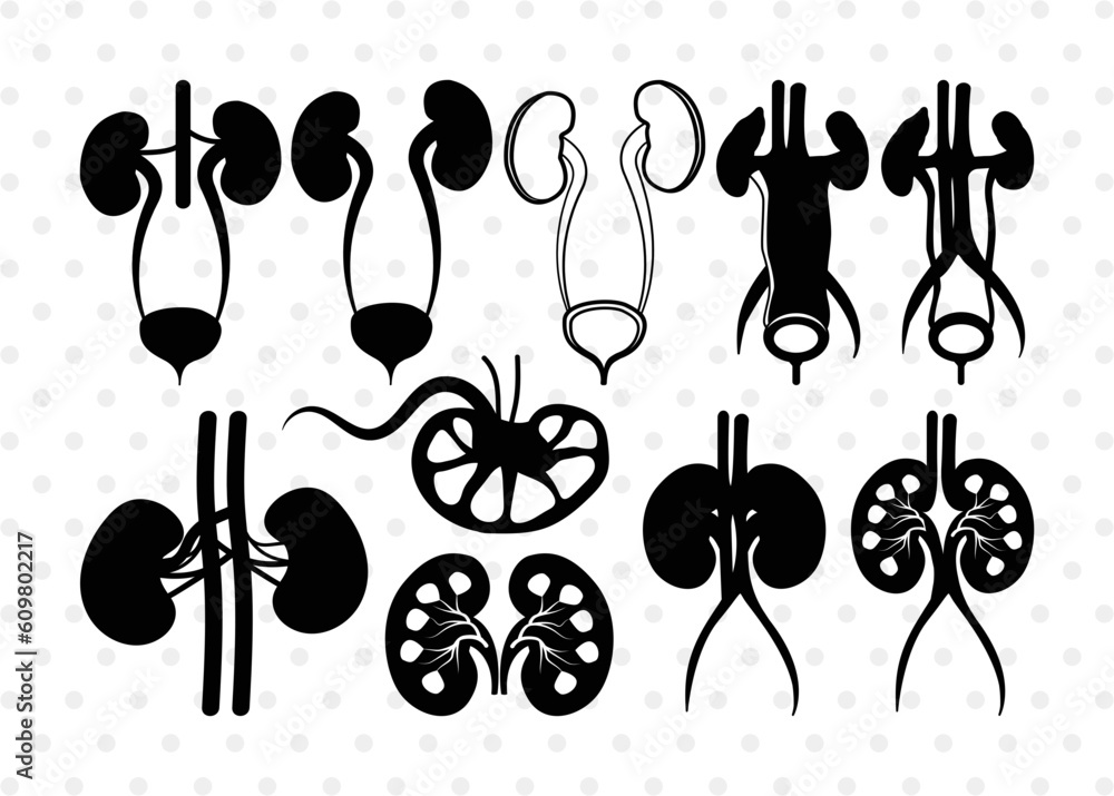 Kidney Silhouette, Kidney SVG, Kidney Anatomy Svg, Urinary Svg, Doctors ...