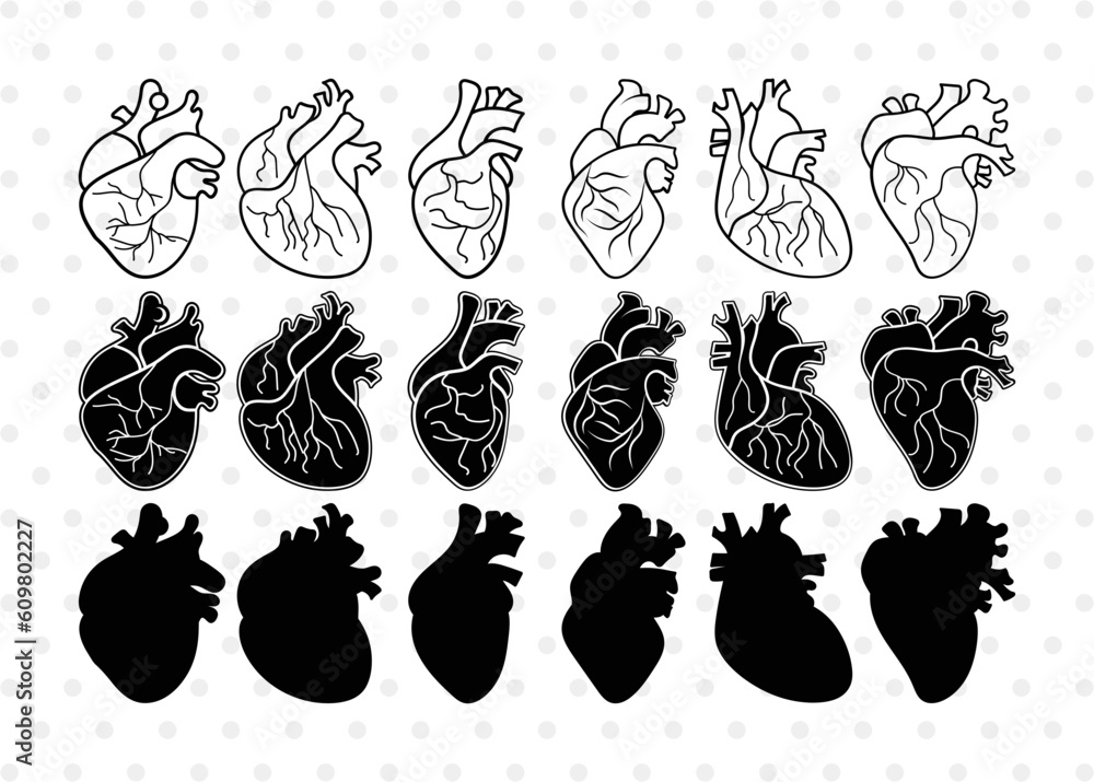Human Heart Silhouette, Human Heart SVG, Heart Svg, Anatomical Heart ...