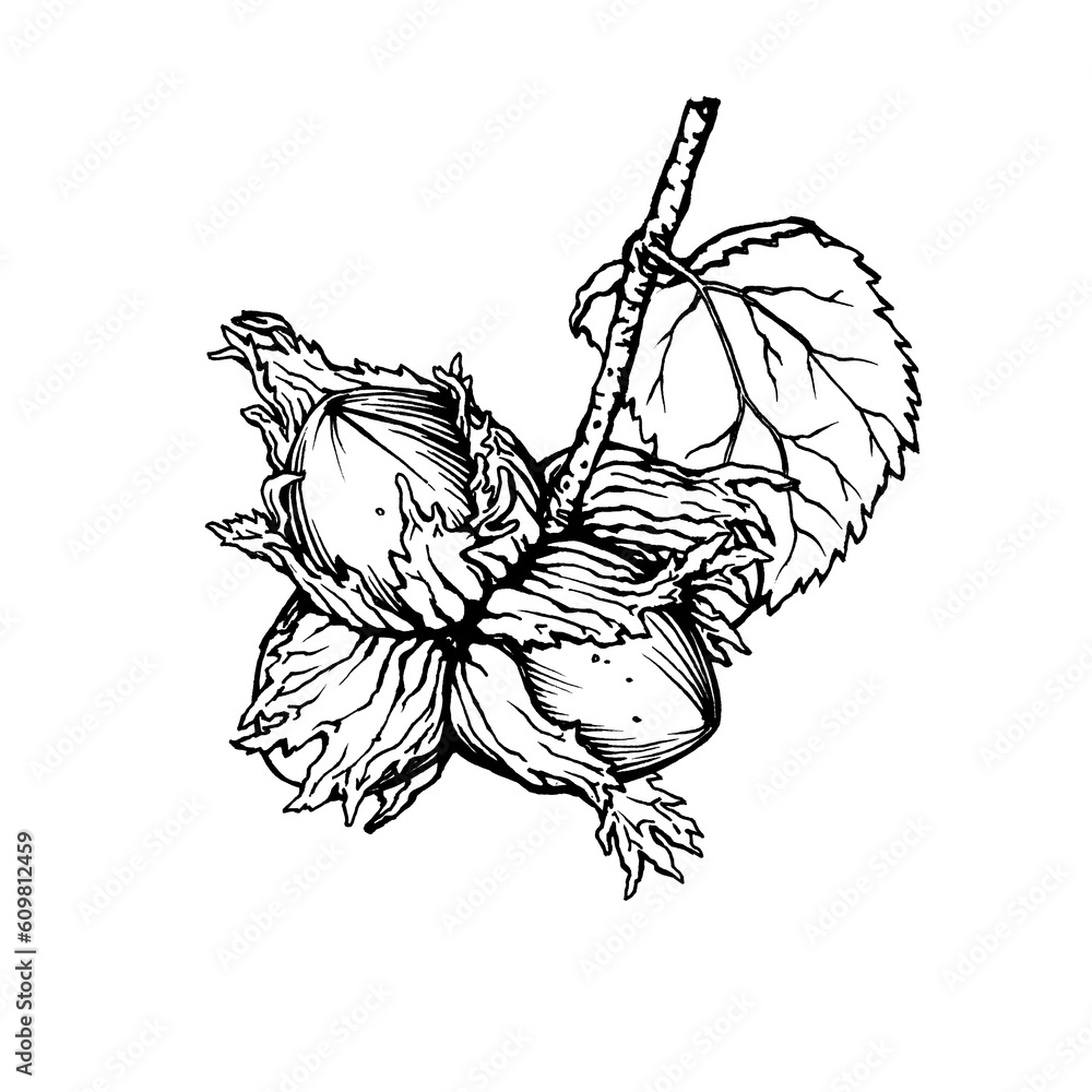 Close-up of hazelnut fruits with spiny husks and leaves (Corylus ...