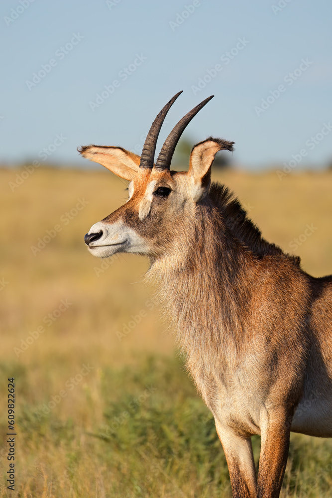 Portrait of a rare roan antelope (Hippotragus equinus), Mokala National ...