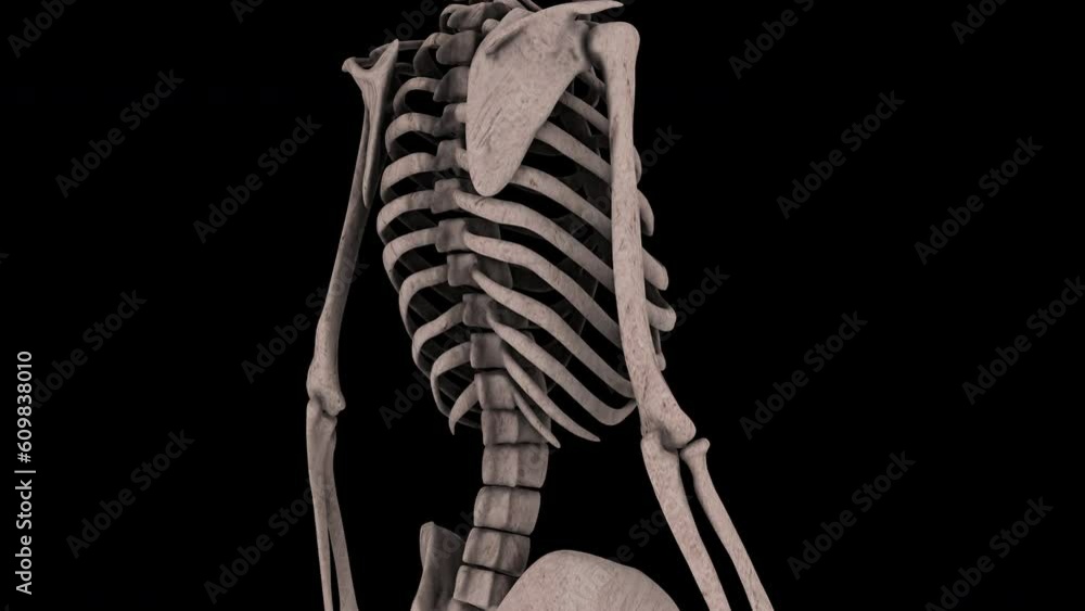 3D Human Skeleton Animation Rotating Downwards with Knee Joints Hips ...