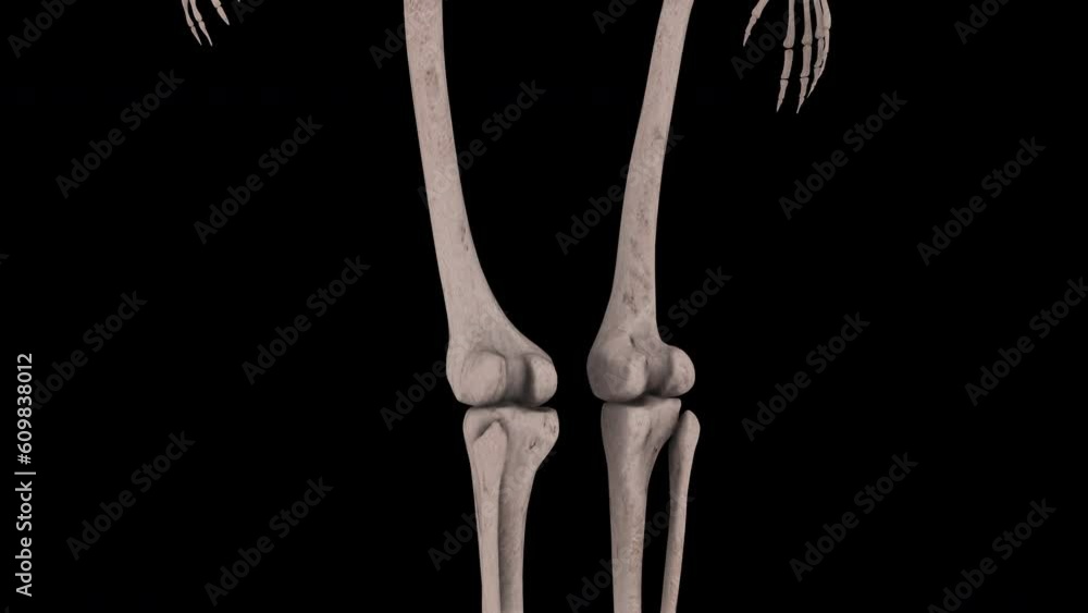 3D Human Skeleton Animation with Knee Joints Hips Rib Cage and Skull ...