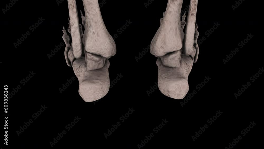 Human Body Skeleton Feet Toes and Heel Rotating - 3D Medical Animation ...