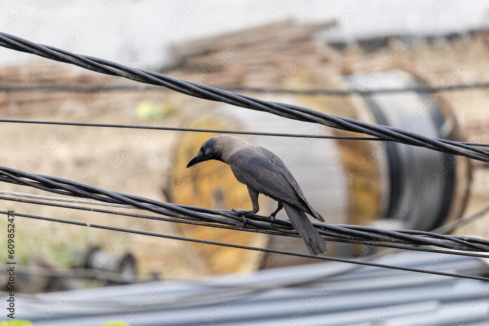 Indian common crow Stock Photo | Adobe Stock