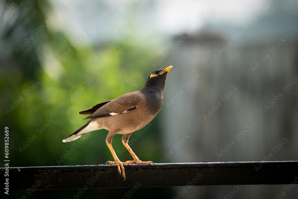 Mynas Expression The mynas are a group of birds in the Starling family ...
