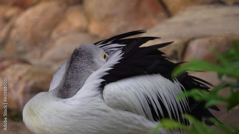 Close up shot capturing an Australian pelican, pelecanus conspicillatus ...