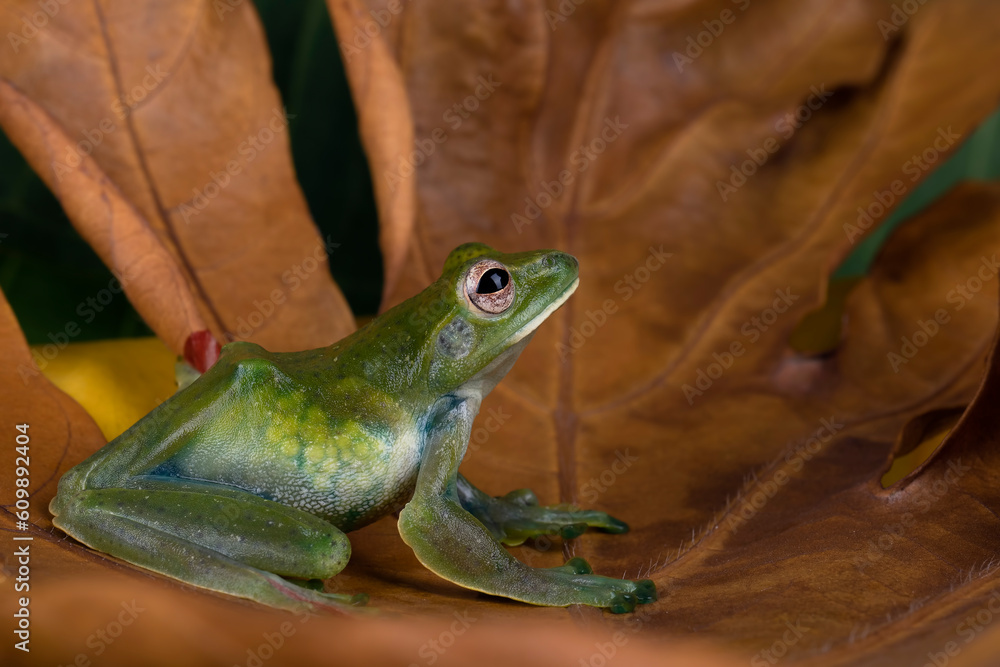 Foto de The Malayan Flying Frog or Rhacophorus prominanus on brown leaf ...