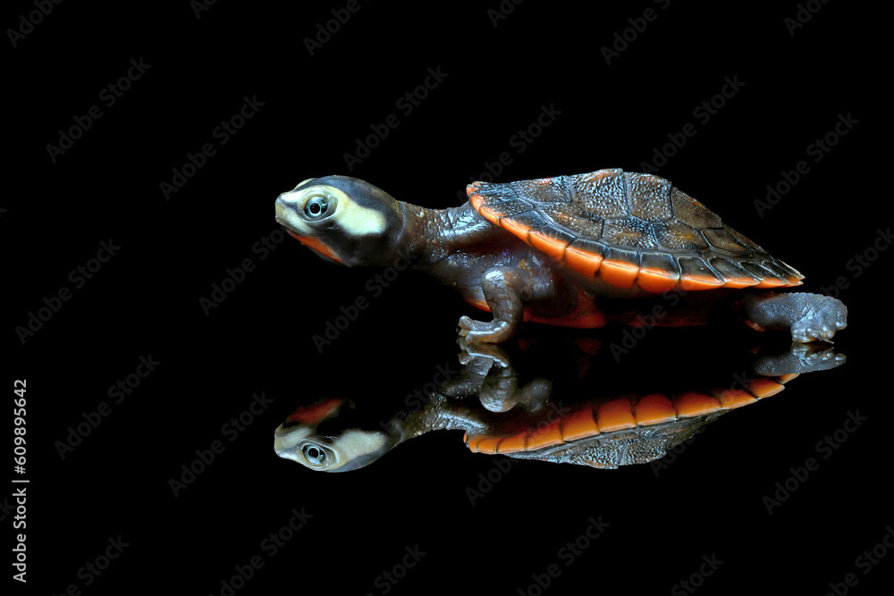 Red-bellied short-necked turtle (Emydura subglobosa), or Pink-bellied ...