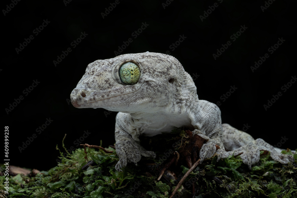 Vorax Gecko also known as the Halmahera Giant Gecko (Gehyra marginata ...