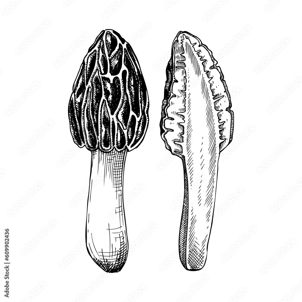 Black morel mushroom sketch. Edible fungus illustration. Fungal protein ...