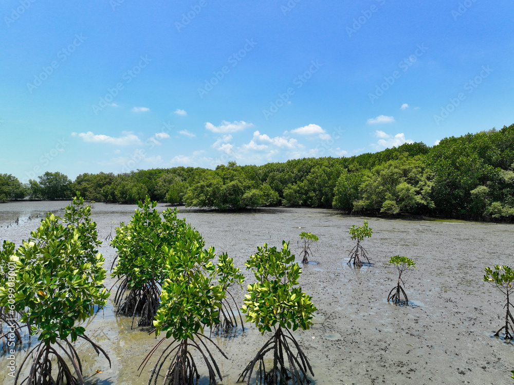 Green mangrove forest and mudflat at the coast. Mangrove ecosystem ...
