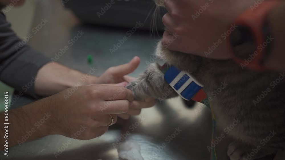 Vaccinating cat with syringe in paw at veterinary clinic. Veterinarian ...