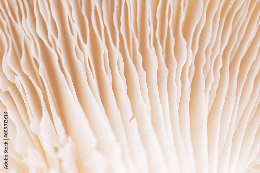 Mushroom texture pattern for design and decoration. Close up of ...