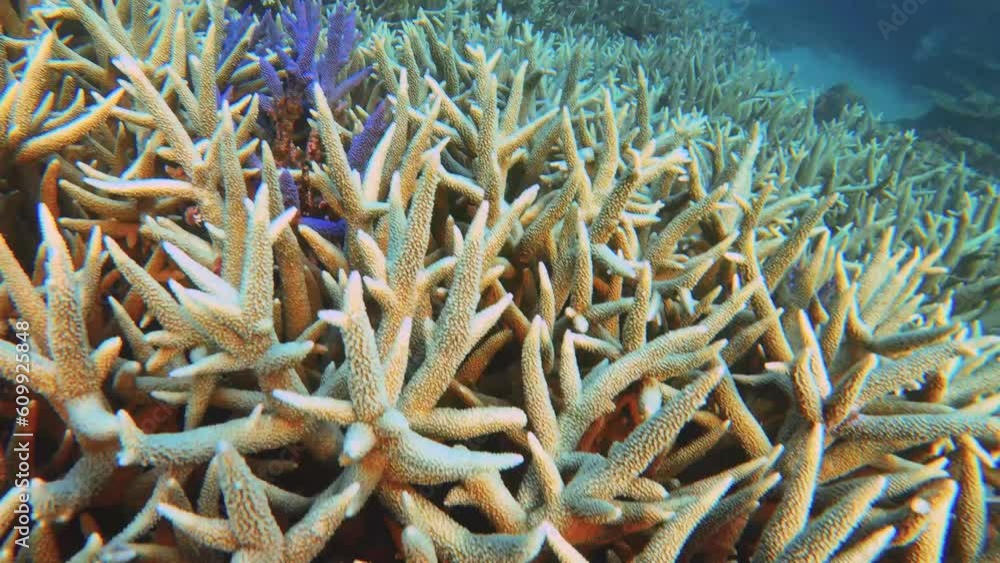 closeup view of massive blue lavender finger branching Staghorn coral ...
