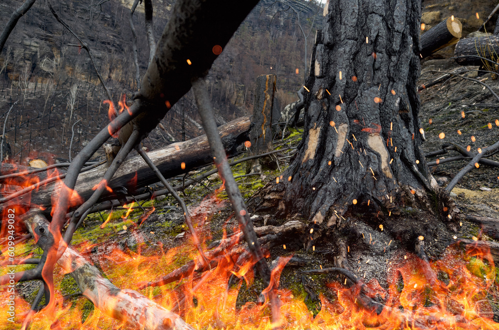 Forest after a devastating fire. Cut down charred trees rolling on the ...