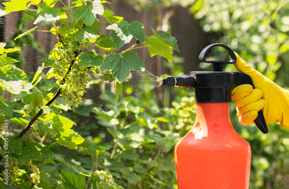 Spraying Currant Bush from Aphids, Pests and Disease with Sprayer ...
