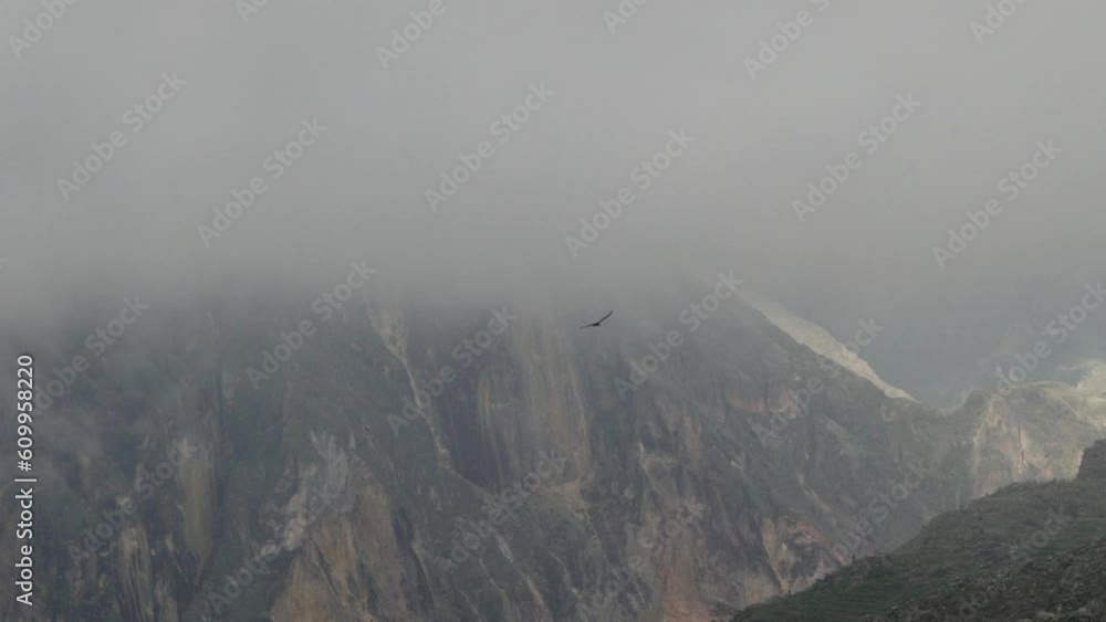 Andean condor, Vultur gryphus, the largest flying birds in the world ...