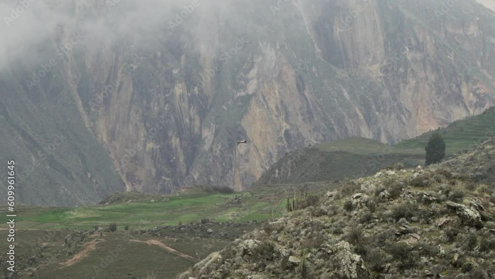Andean condor, Vultur gryphus, the largest flying birds in the world ...