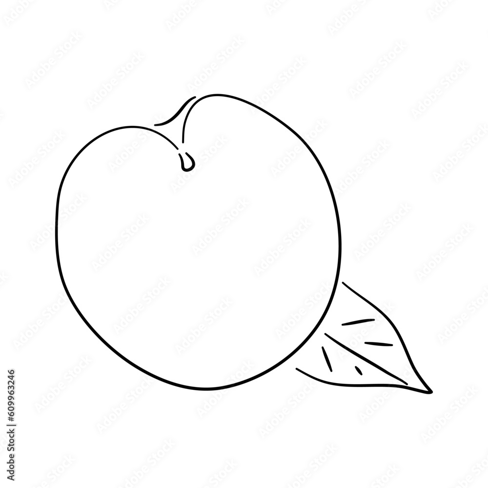 Peach. Hand drawn outline doodle icon. Transparent isolated on white ...
