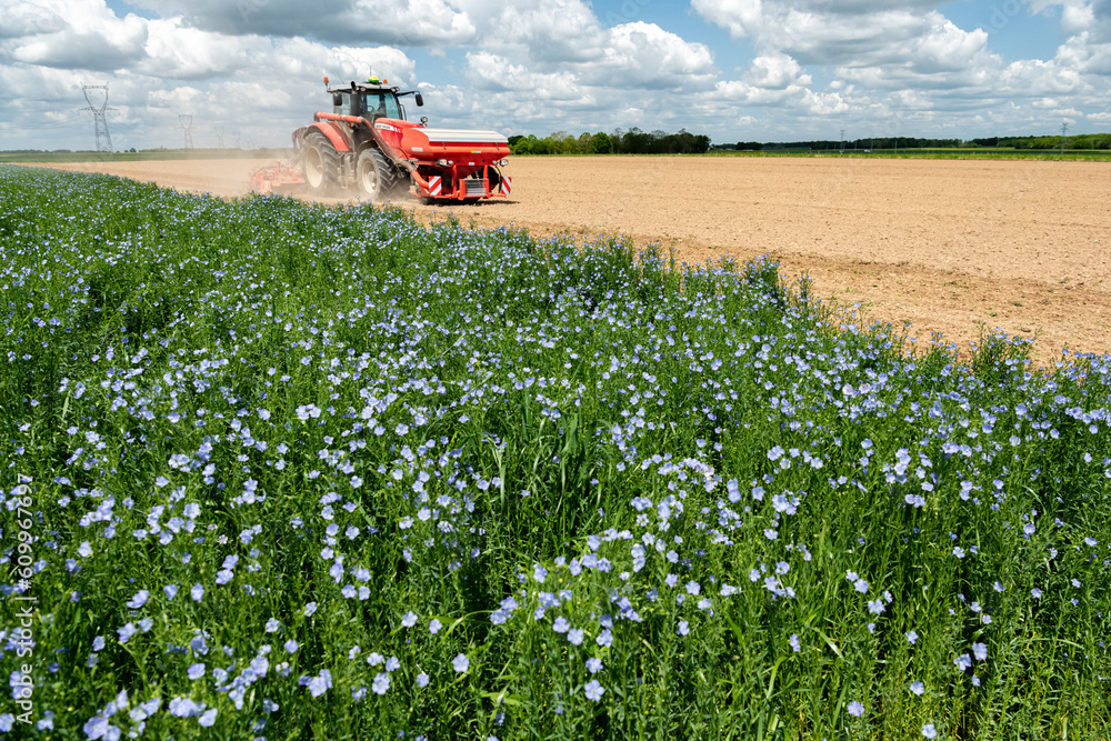 Foto de Semis de chanvre dans l'Eure. Champ de lin d'hiver en fleur au ...