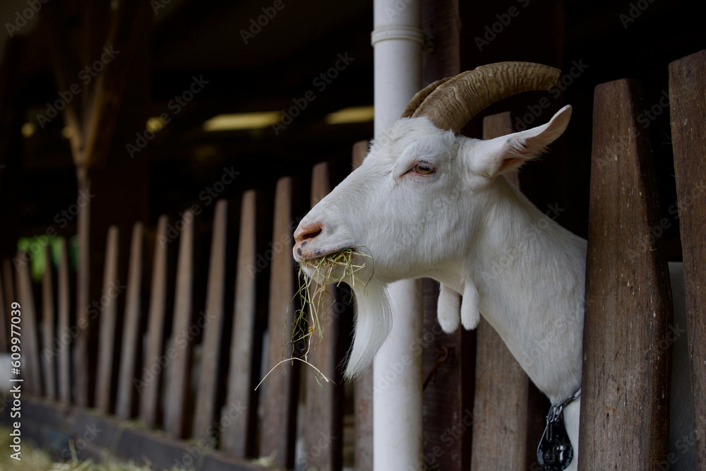 Goats eat hay or grass on the farm. Farm livestock farming for the ...