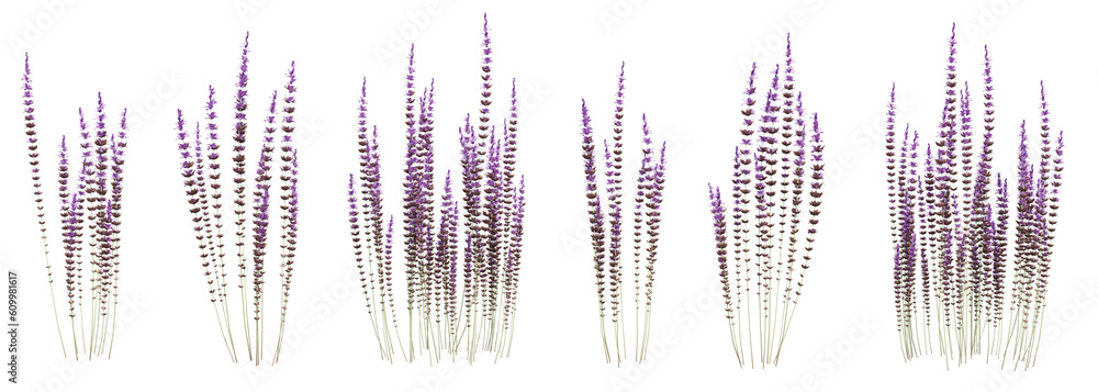 Set of Calluna vulgaris flowers with isolated on transparent background ...