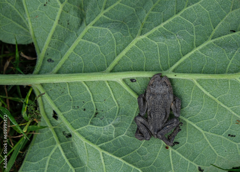 Mummy frog. Natural textures. Copy space. Stock Photo | Adobe Stock