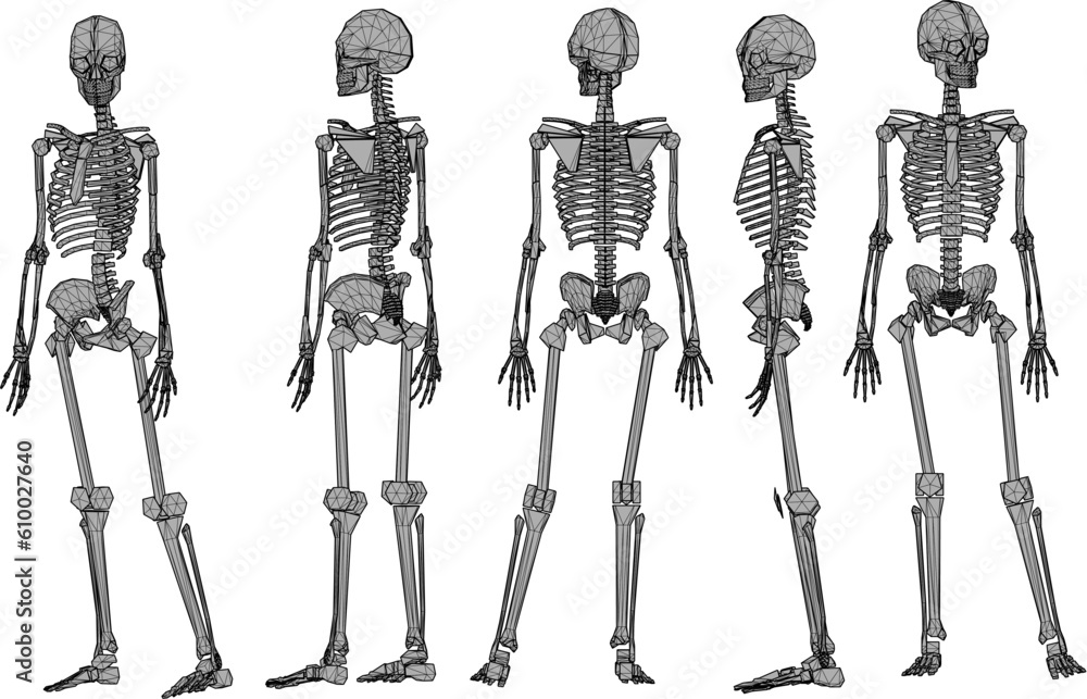 Human skull skeleton cartoon illustration vector sketch biology ...