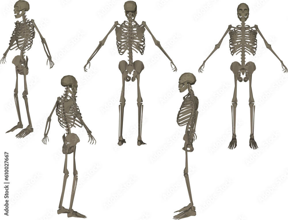 Human skull skeleton cartoon illustration vector sketch biology ...