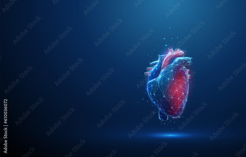 Abstract blue and red human heart. Heart anatomy Stock Vector | Adobe Stock