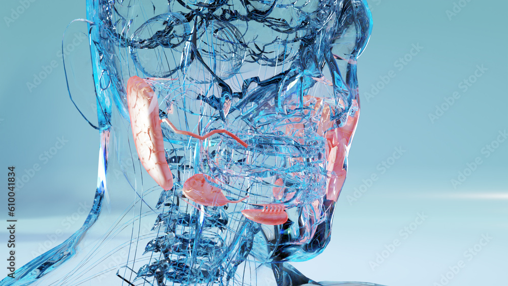 human salivary glands anatomy, human digestive mouth, sublingual ...