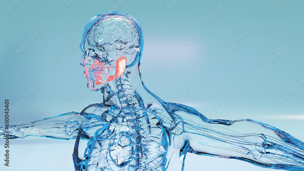 human salivary glands anatomy, human digestive mouth, sublingual ...