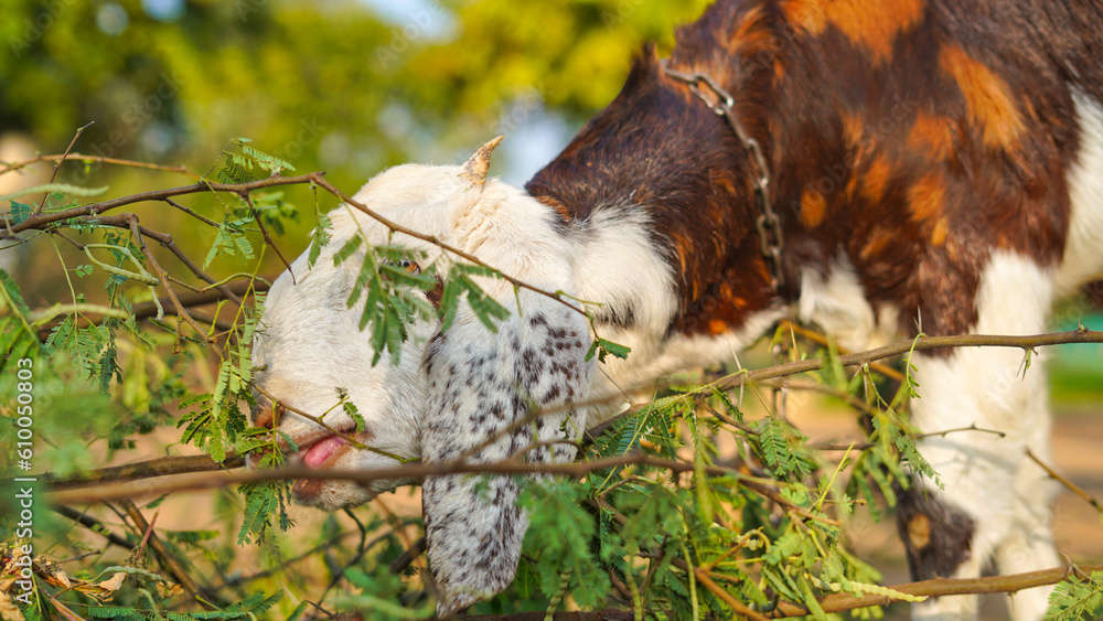 Close-up view of domestic goat grazing, chewing grass. young goat ...