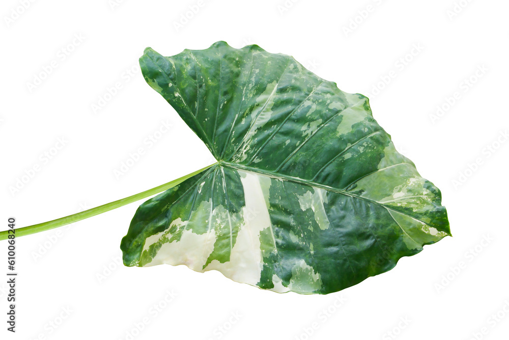Alocasia macrorrhizos 'Variegata', Variegated Elephant Ear Plant Stock ...
