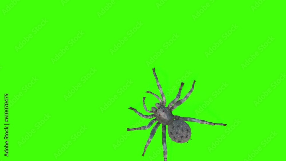 Spider Green Screen Walks on the Wall Realistic 3D Animation Rendering ...