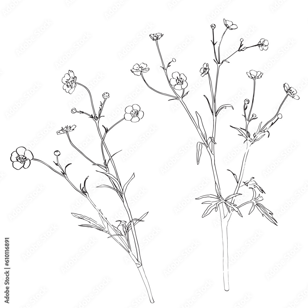 Sketch Floral Botany Collection. Flower drawings. Buttercup, paigle ...