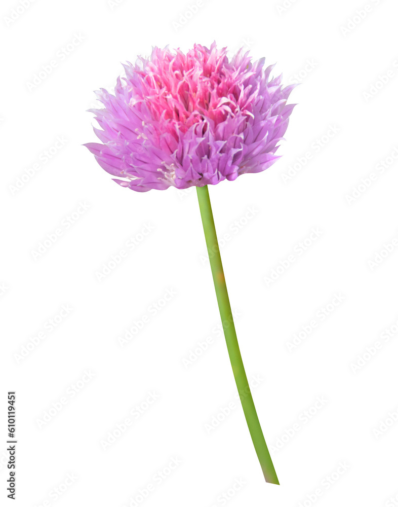 Chives flower transparent background png file Stock Photo | Adobe Stock