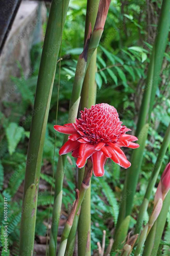 Torch ginger (Etlingera elatior) also known as ginger flower, red ginger lily, torchflower ...