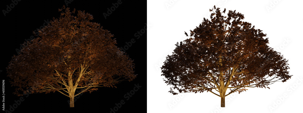 isolated, cutout, hires tree night scene with uplight in transparent ...