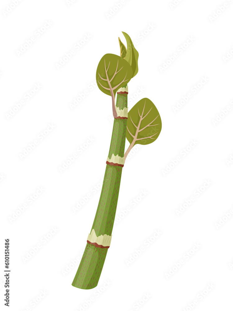 Vector illustration, shoots of japanese knotweed, scientific name ...