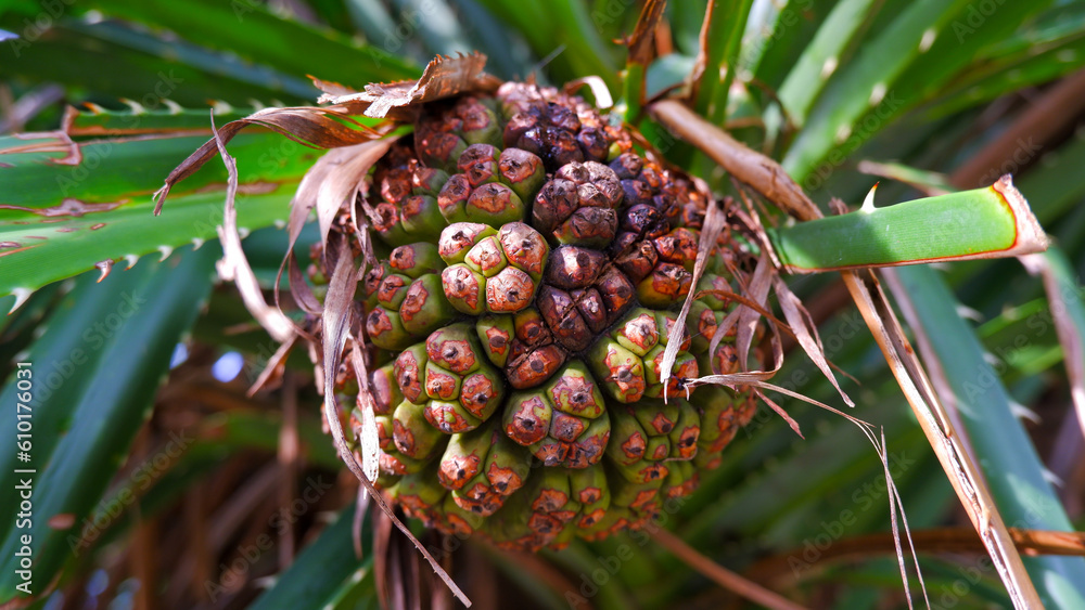 Pandanus Fruit With Thorny Leaves, Grows In Muddy And Mangrove Forest ...